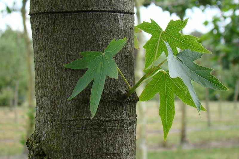 Amberboom 'Worplesdon', Liquidambar styraciflua 'Worplesdon' kopen